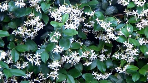 🍀🌻🌷Вьющиеся растения, лианы, плюсы и минусы - Ландшафтный дизайн своими ...