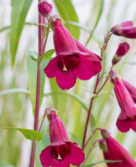 Penstemon Rich Ruby Hayloft