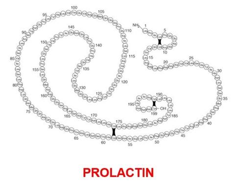 Prolactin Structure