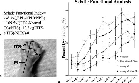 The Effects Of Adjuvant Fibrin Sealant On The Surgical Repair Of