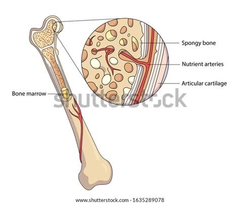 Schematic Presentation Bone Detailed Diagram Bone 스톡 벡터 로열티 프리 1635289078 Shutterstock