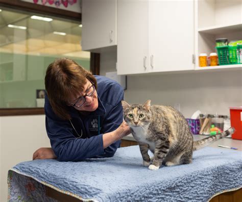 Small Cell Lymphoma In Cats Diagnosis Treatment And What To Expect