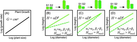 Generalized Theory Of Plant Size Dependent Growth Distributions Based