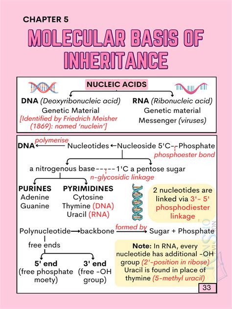 Molecular Basis Of Inheritance Pdf