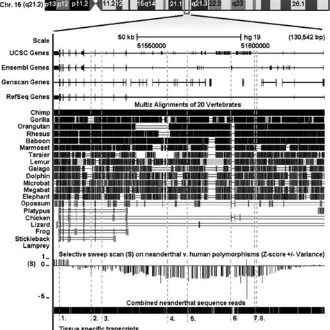 Exon Expression By Brain Region Consolidated And Then Expanded For Download Scientific