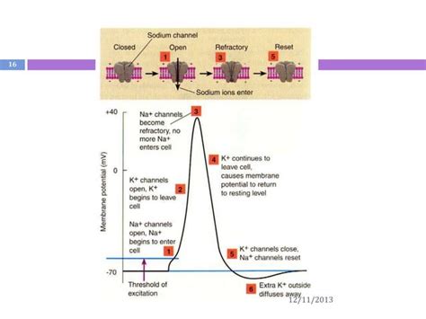Action Potential Ionic Basis And Recording
