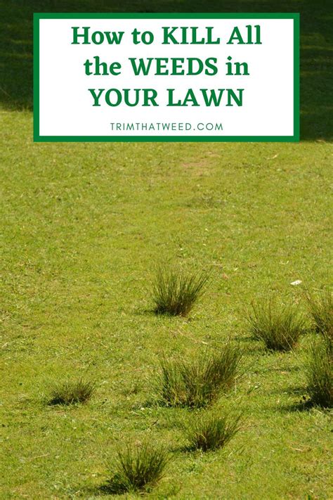 How To Kill All The Weeds In Your Lawn How To Get Weeds Out Of Lawn