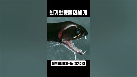 깊은 심해의 실존하는 흑염룡 블랙드래곤피쉬 생태 Youtube