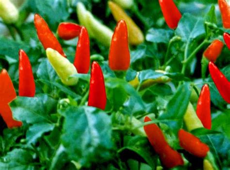 Gambar Sayuran Cabe William Dyer