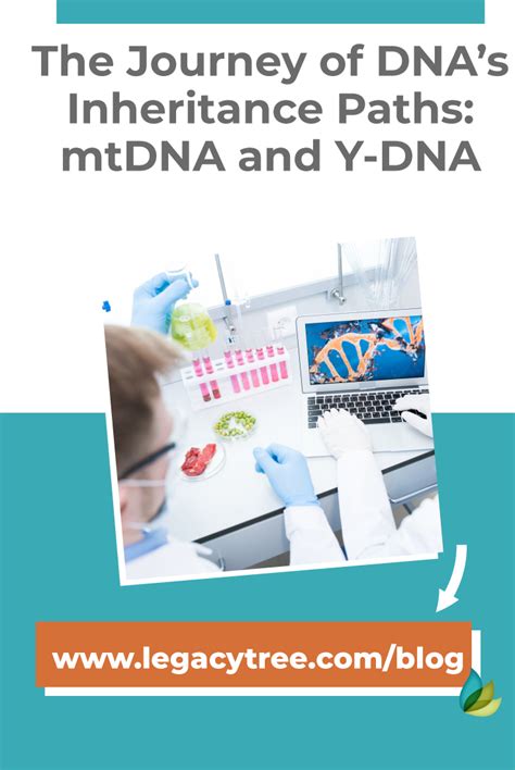 Dna Inheritance Patterns Mtdna And Y Dna Legacy Tree Genealogists