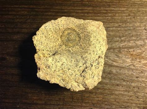 Jurassic Tree Fern Trunk Section From Lune River Tasmania This Beautiful Fossil Specimen Is The