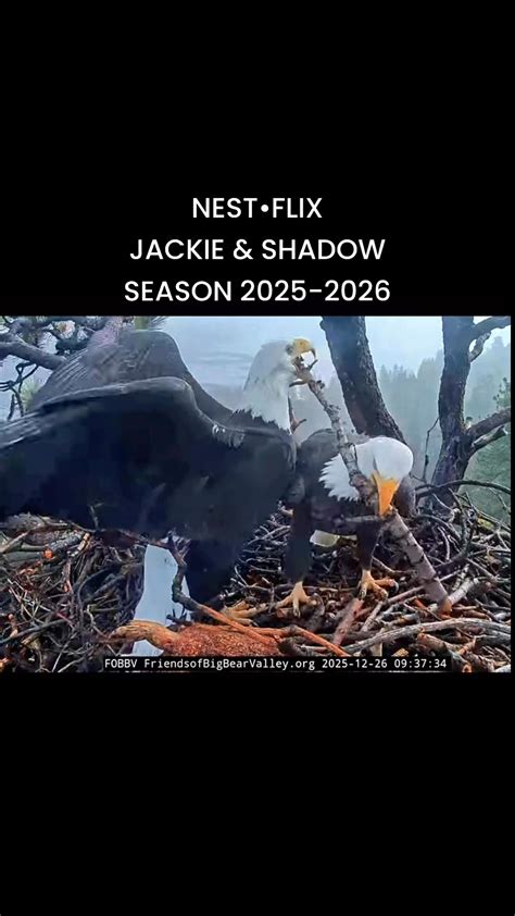 The Struggle Is Real 😂🤣 Episode 2025 1226 Nest•flix Big Bear Ca