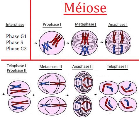 Méiose Vs Mitose Toutes Les Différences En Détail