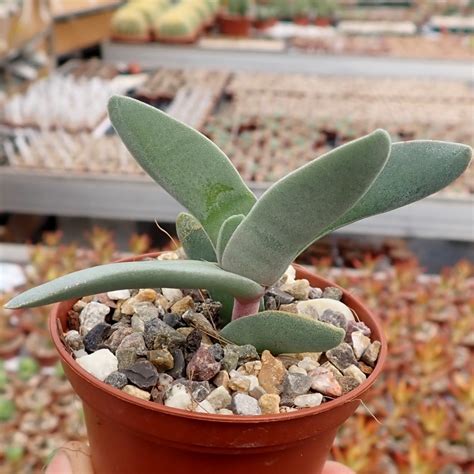 Crassula Falcata Uhlig Kakteen More Than 5000 Different Species