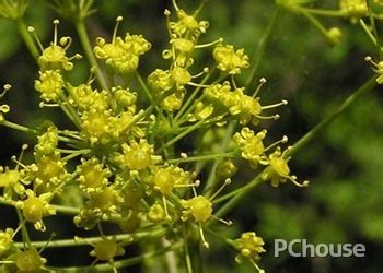 阿魏的功效与作用 阿魏的种植技术 食用阿魏的注意事项 家居百科 太平洋家居网