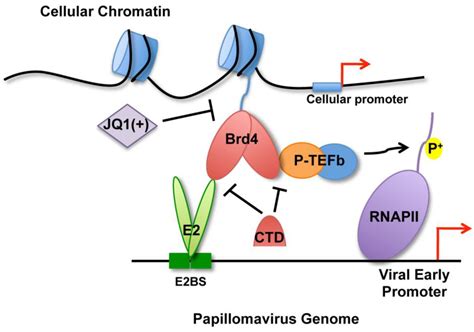 viruses free full text the cellular bromodomain protein brd4 has