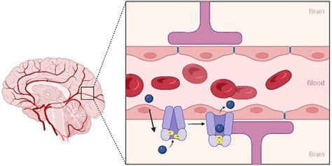 P Glycoprotein Function Within Visikols In Vitro Bbb Model