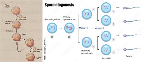 Biolgohy Gametogenesis Diagram Quizlet