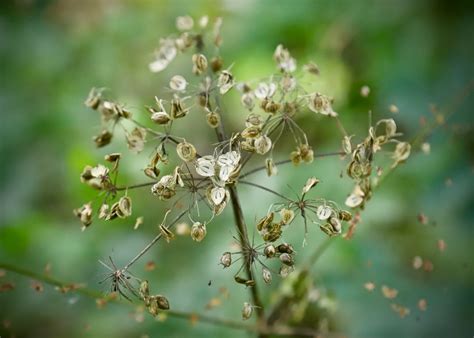 Risley Moss Warrington [18 08 2019]