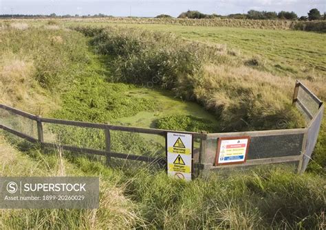 Eutrophication Pond Weed Clogging Drainage Ditch Hollesley Marshes Suffolk England Superstock