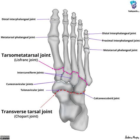 Cuneonavicular Joint Wikism Sports Medicine Wiki