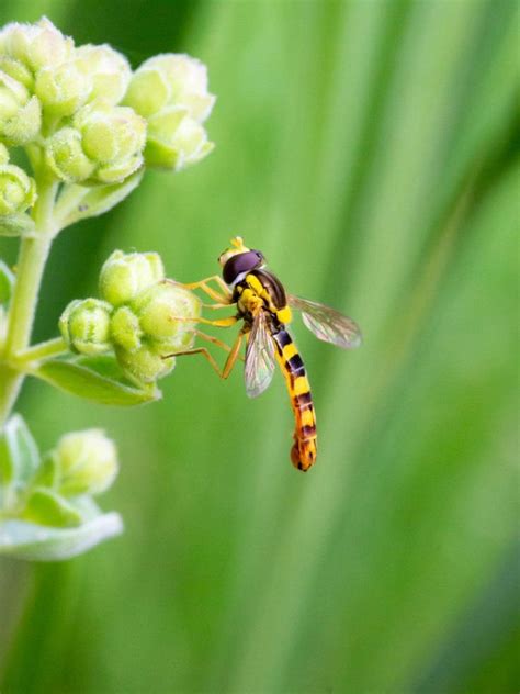 How Do Flies Pollinate Learn About Types Of Pollinating Flies
