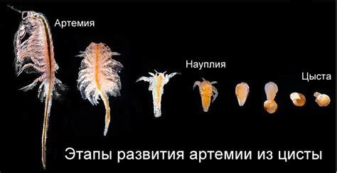 АРТЕМИЯ НАУПЛИИ 50г замороженные зип пакет выведенные из цист рачки ...