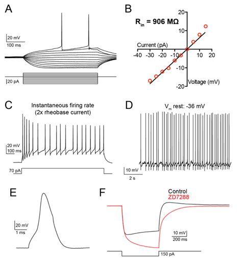 3 Electrophysiological Features Of Pc Nnos Neurons A Voltage