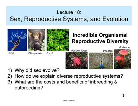 Gybio120fall2023 Lecture 18 1slideperpage Lecture 18 Sex Reproductive Systems And
