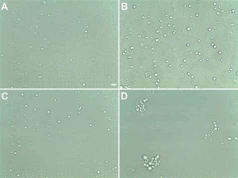 Figure 4 From Design Of Pectin Based Hydrogel Microspheres For Targeted Pulmonary Delivery