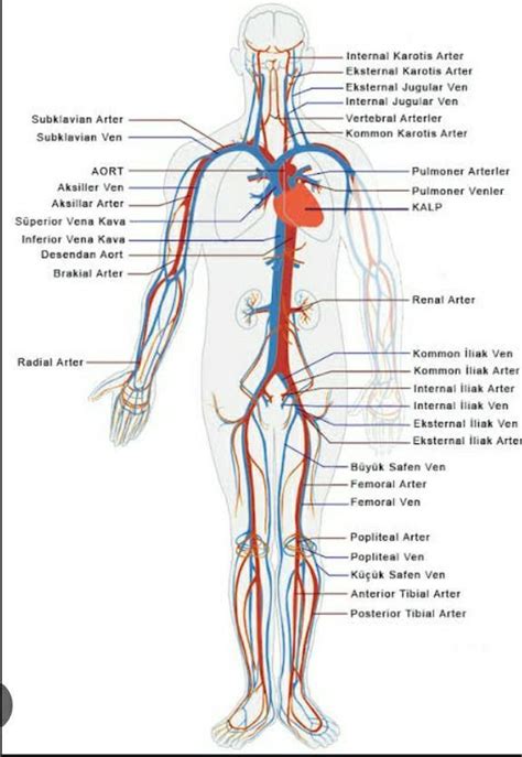 Nabız Alınan Arterlerimizden Değildir Acarotis Communis Bradialis C