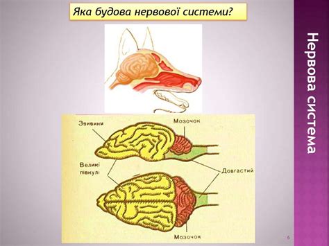 Внутрішня будова ссавців презентация онлайн
