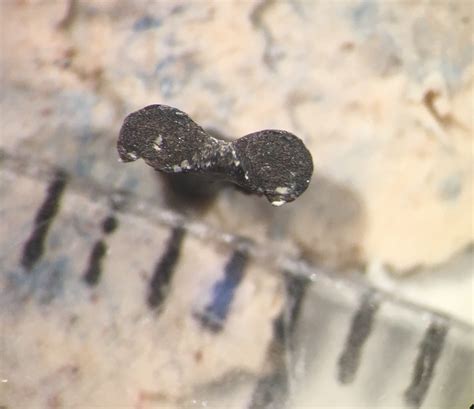 Fossil Vertebrae Identification Help Researchgate