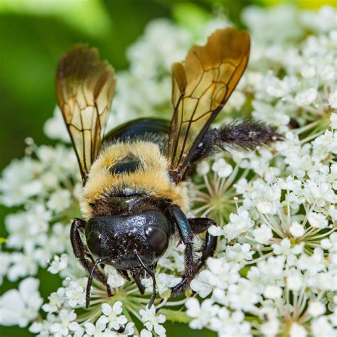 Female Carpenter Bee 7 Surprising Facts About Carpenter Bees Greenix
