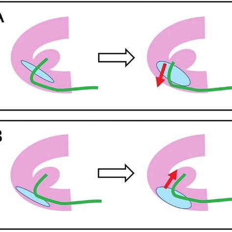 Schematic Drawing Of Our Hypothesis Showing The Red Arrows Indicate