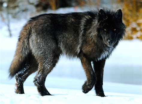 Wild Wolf In The Taiga 🐺 Wolfgreywolf Wolves Blackcanadianwolf