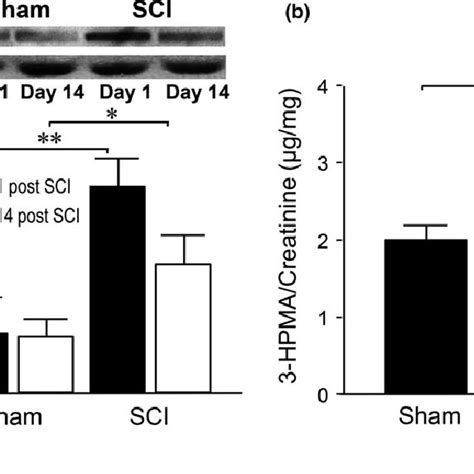 Elevation Of Acrolein Lysine Adducts In Spinal Cord Tissue And