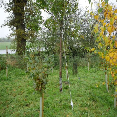 Tree Anchor Support Guying System Tree Anchors Gardener Supplies