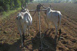 Free Stock Photos Rgbstock Free Stock Images Oxen Vasant Dave August