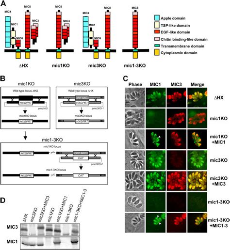 Disruption Of Mic1 And Mic3 Genes And Genetic Complementation A