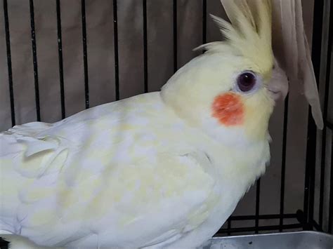 What Color Mutation Is She R Cockatiel