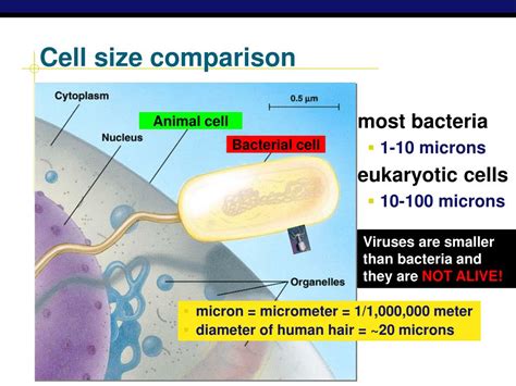 Ppt Goal 202 Cell Structure And Functions Powerpoint Presentation