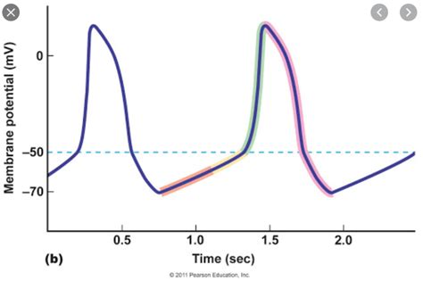Cardiac Action Potential Graph