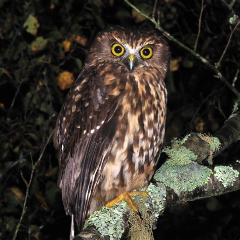 Ruru Morepork Facts And Info Kohab Life — Kohab
