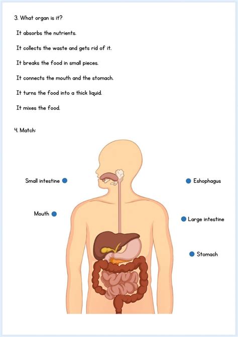 Ficha interactiva de Digestive system para º primaria Digestive system worksheet Digestive