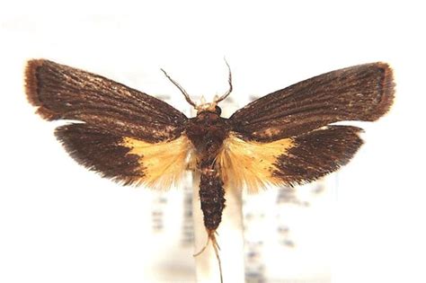 Copromorphidae Australian Moths Online