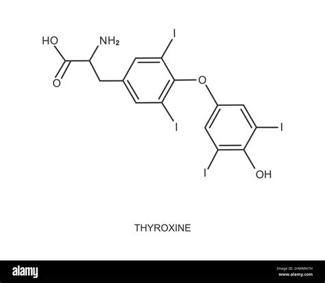 Thyroid Gland And Thyroid Hormone T4 Molecule Stock Vector Images Alamy