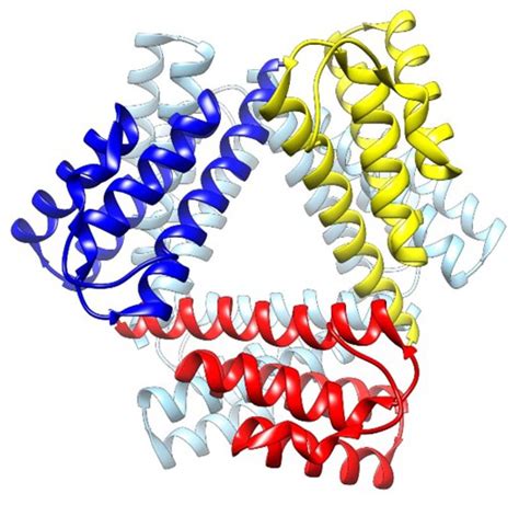 Systemic Amyloidosis Universität Ulm