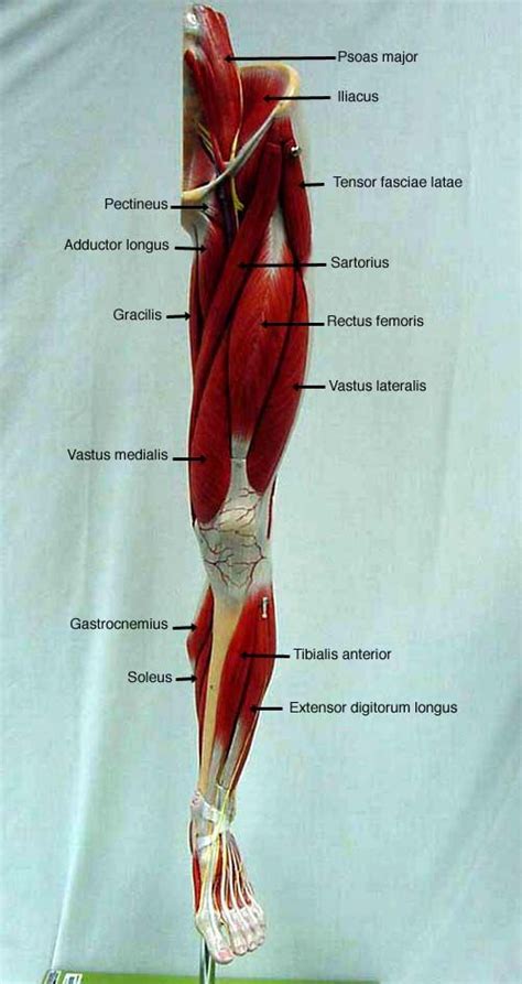Anatomy Of Leg And Hip