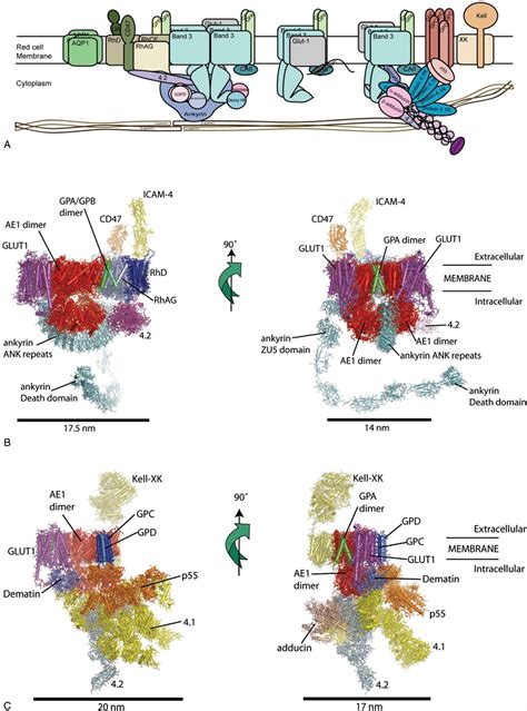 Red Cell Membrane Proteins Hemasphere